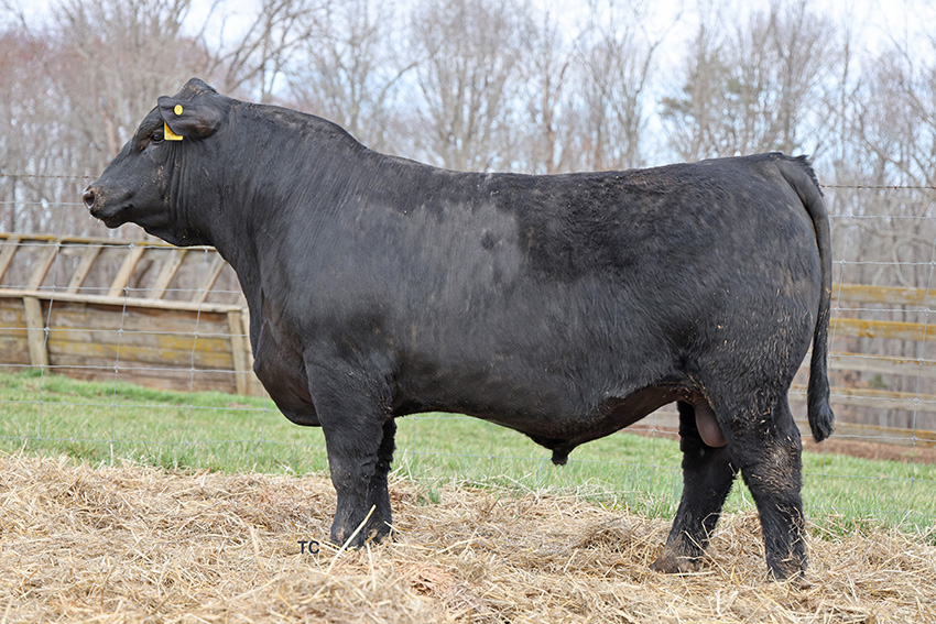 Bull Sales | Catalogs, Videos & More | Knoll Crest Farm