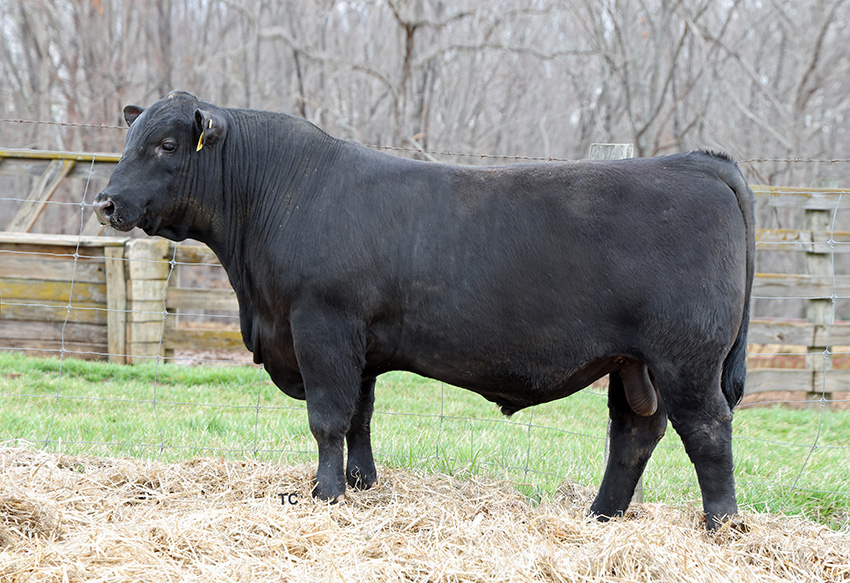 Bull Sales | Catalogs, Videos & More | Knoll Crest Farm