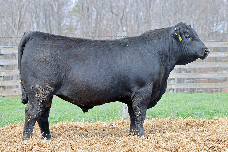 Bull Sales | Catalogs, Videos & More | Knoll Crest Farm